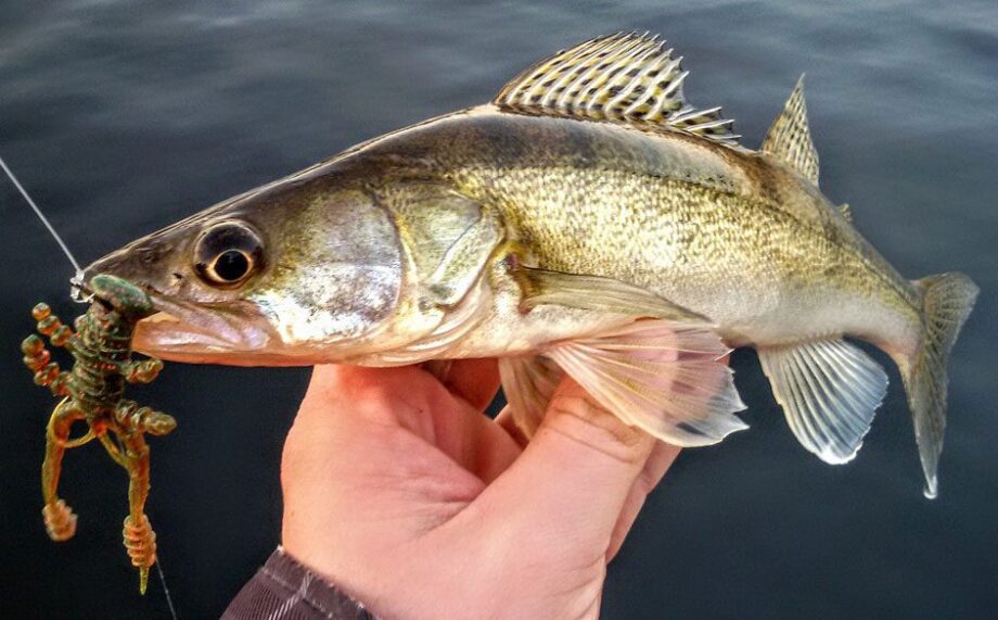 Crazy Fish 3" Crayfish - 14 UV Motor Oil (7pcs)